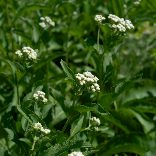 Wild Quinine (Parthenium Integrifolium) Plant Care & How to Grow, Water