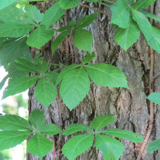 Virginia Creeper (Parthenocissus Quinquefolia) Plant Care & How to Grow ...