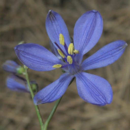 Azulillo (Pasithea Caerulea) Plant Care & How to Grow, Water