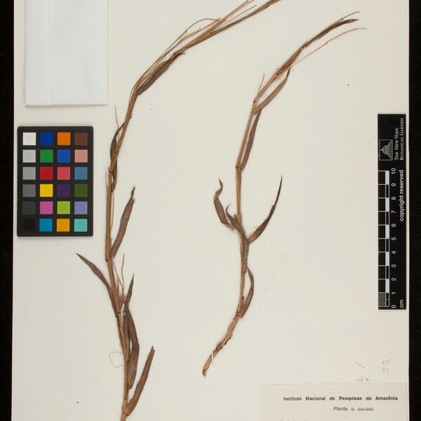 Paspalum Apiculatum Plant Care & How to Grow, Water