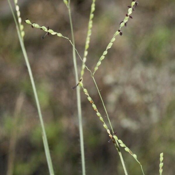 Pitchfork Crown Grass (Paspalum Bifidum) Care Guide: Water, Soil ...