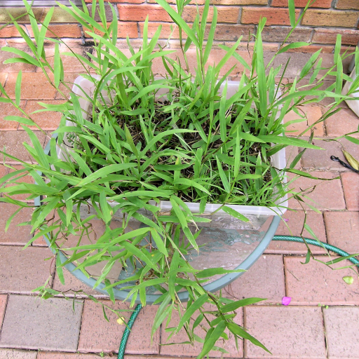 T-Grass (Paspalum Conjugatum) Plant Care & How to Grow, Water