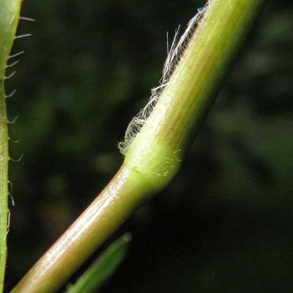 Decumbent Crown Grass (Paspalum Decumbens) Plant Care & How to Grow, Water