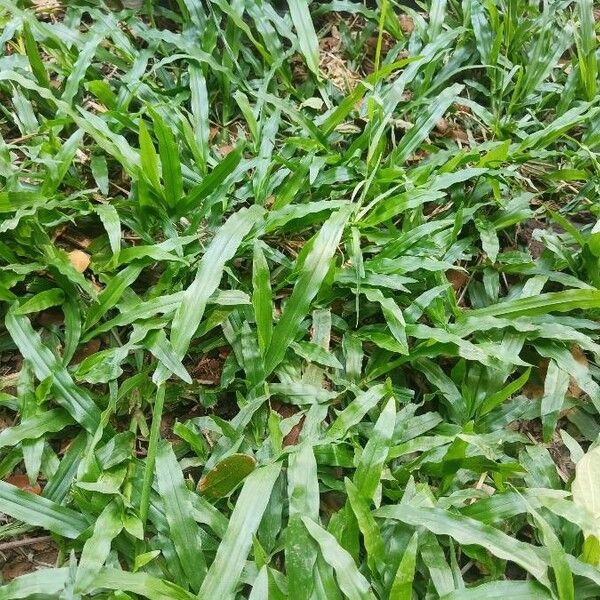 Panama Crowngrass (Paspalum Fimbriatum) Plant Care & How to Grow, Water