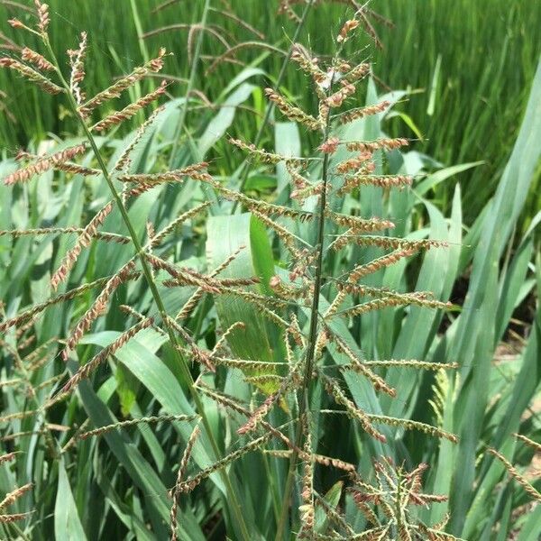 Russell River Grass (Paspalum Paniculatum) Plant Care & How to Grow, Water