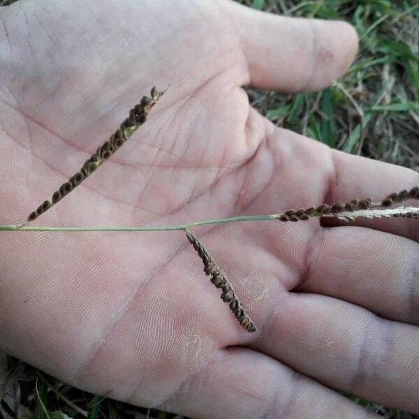 Paspalum Pauciciliatum Care Guide: Water, Soil & Propagation - Plantiary
