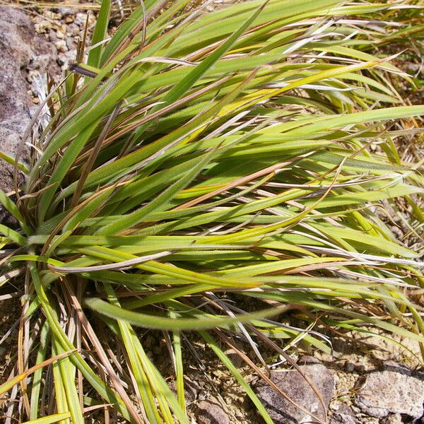 Paspalum Pectinatum Plant Care & How to Grow, Water