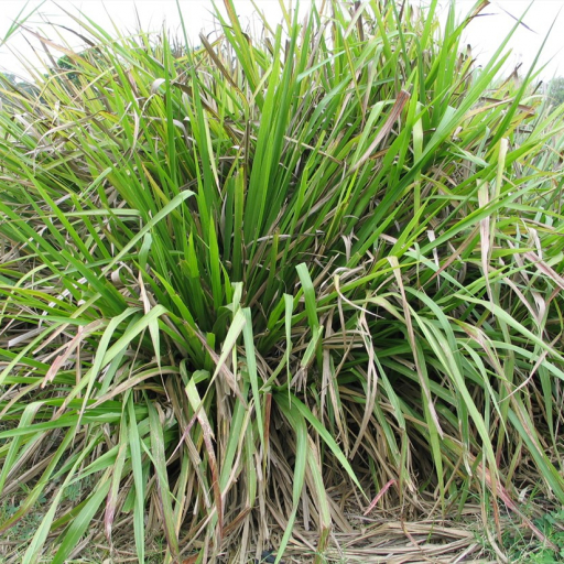 Top Paspalum (Paspalum Plicatulum) Plant Care & How to Grow, Water