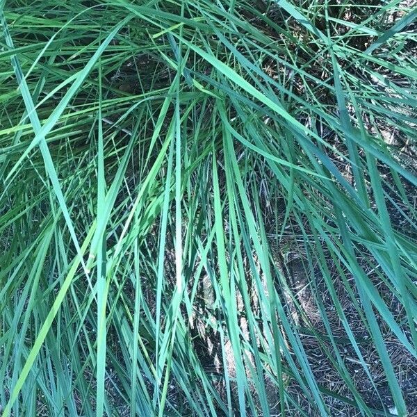 Tussock Paspalum (Paspalum Quadrifarium) Plant Care & How to Grow, Water