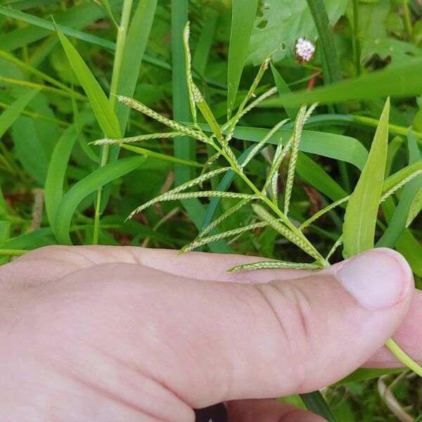 Water Paspalum (Paspalum Repens) Plant Care & How to Grow, Water