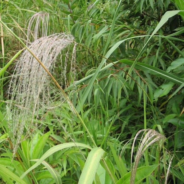 Paspalum Saccharoides Plant Care & How to Grow, Water