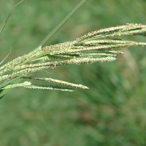 Vasey's Grass (Paspalum Urvillei) Plant Care & How to Grow, Water