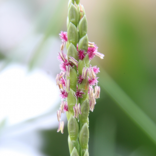Seashore Paspalum (Paspalum Vaginatum) Plant Care & How to Grow, Water