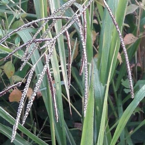 Water Couch (Paspalum Virgatum) Plant Care & How to Grow, Water
