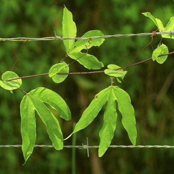 Bracted Passionflower (Passiflora Affinis) Plant Care & How to Grow, Water