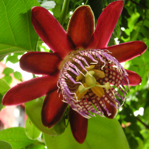 Winged-Stem Passion Flower (Passiflora Alata) Plant Care & How to Grow ...