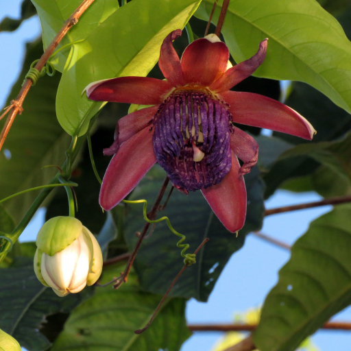 Passiflora Ambigua Plant Care & How to Grow, Water