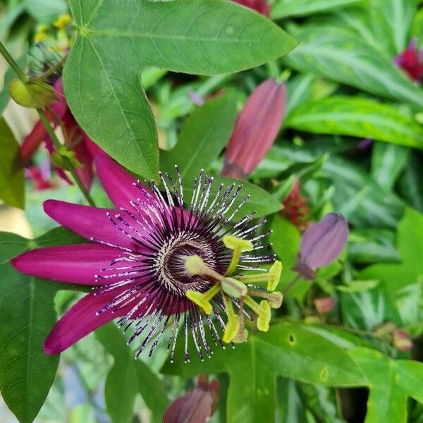 Passiflora 'Lavender Lady' (Passiflora Amethystina) Plant Care & How to ...