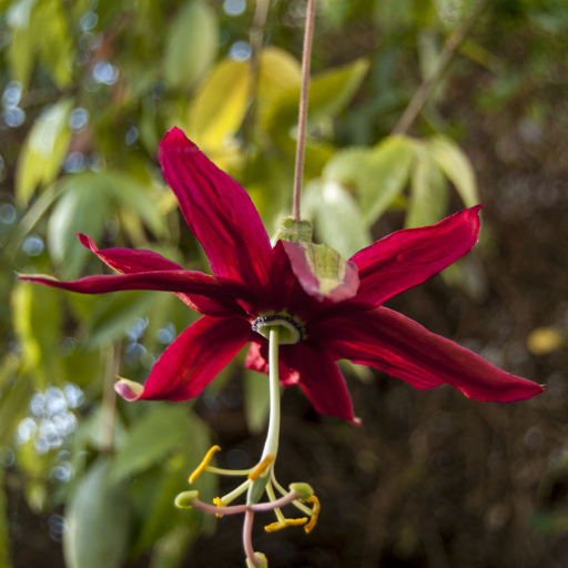 Red Banana Passionfruit (Passiflora Antioquiensis) Plant Care & How to ...