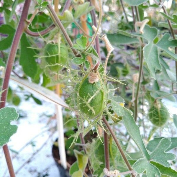 Sonoran Passionflower (Passiflora Arida) Plant Care & How to Grow, Water