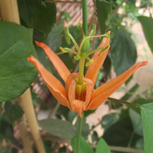 Orange-Petaled Passion Flower (Passiflora Aurantia) Plant Care & How to ...