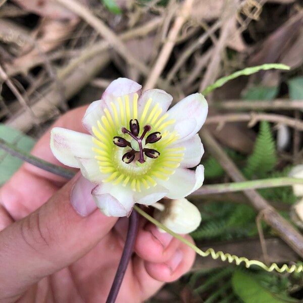 Passiflora Candollei Care Guide: Water, Soil & Propagation - Plantiary