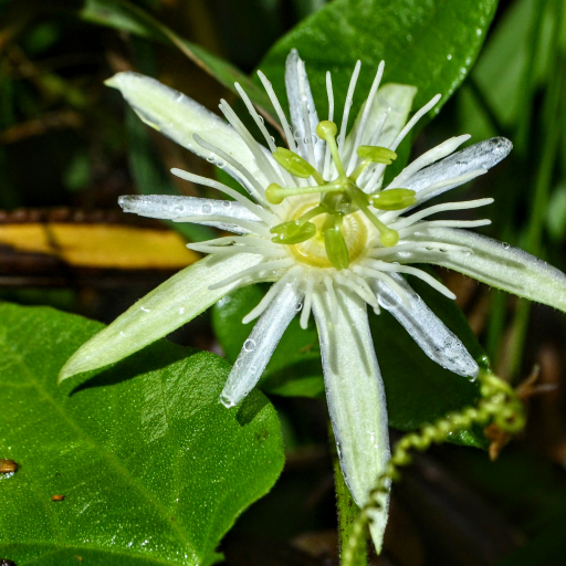 Wild Passion Fruit (Passiflora Capsularis) Plant Care & How to Grow, Water