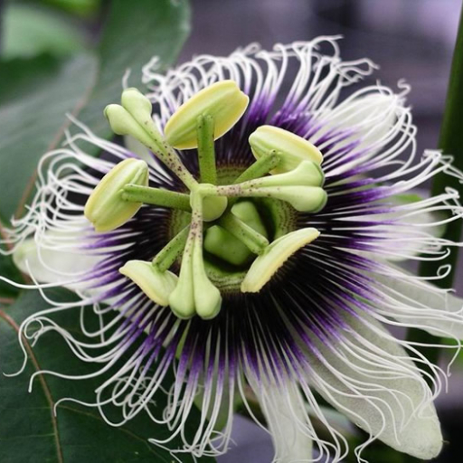 Fringed Passionflower (Passiflora Ciliata) Plant Care & How to Grow, Water
