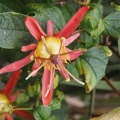 Crimson Passionflower (Passiflora Cinnabarina) Plant Care & How to Grow ...