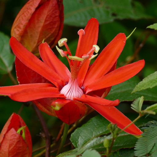 Scarlet Passion Flower (Passiflora Coccinea) Plant Care & How to Grow ...