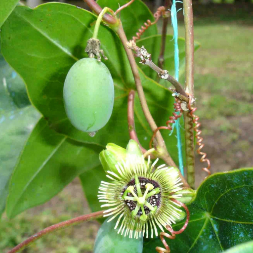 Bat-Leaf Passionflower (Passiflora Coriacea) Plant Care & How to Grow ...
