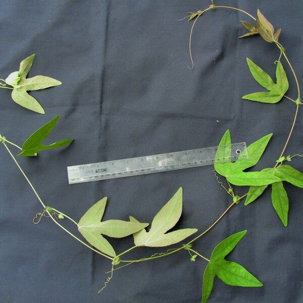Passiflora Dispar Plant Care & How to Grow, Water