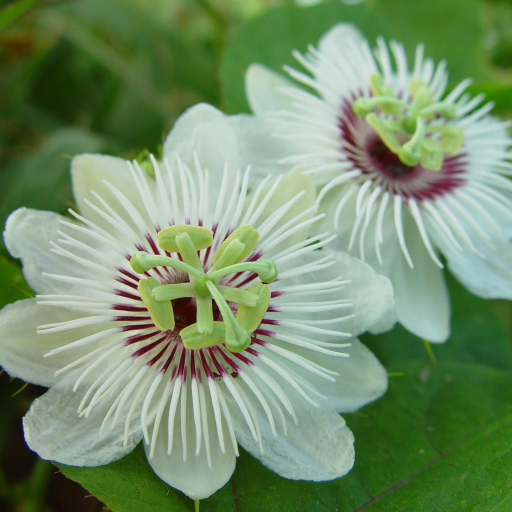 Wild Passion Fruit (Passiflora Foetida) Plant Care & How to Grow, Water
