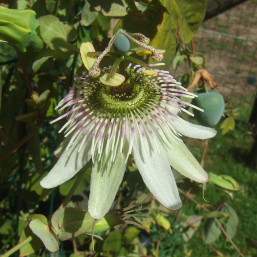Passiflora Giberti Plant Care & How to Grow, Water