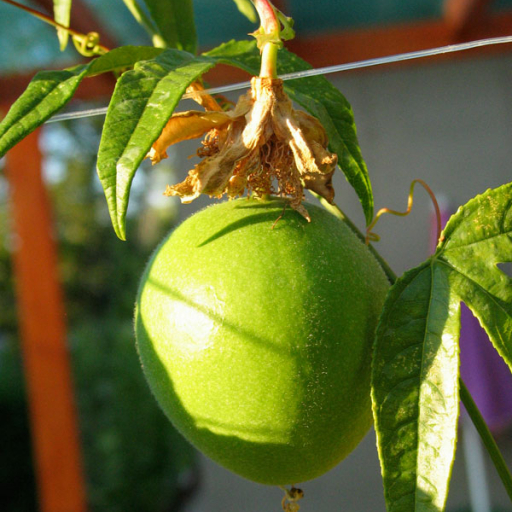 Passiflora Inca Plant Care & How to Grow, Water