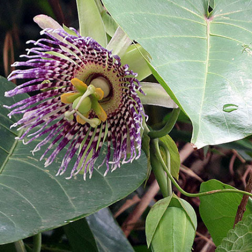 Sweet Granadilla (Passiflora Ligularis) Plant Care & How to Grow, Water