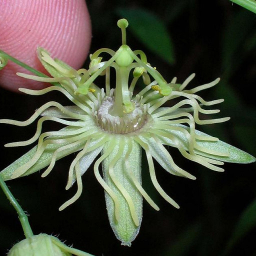 Yellow Passionflower (Passiflora Lutea) Plant Care & How to Grow, Water
