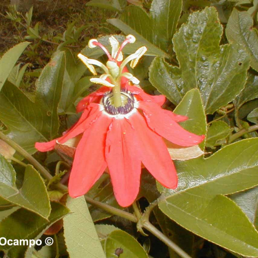 Red Passionflower (Passiflora Manicata) Plant Care & How to Grow, Water