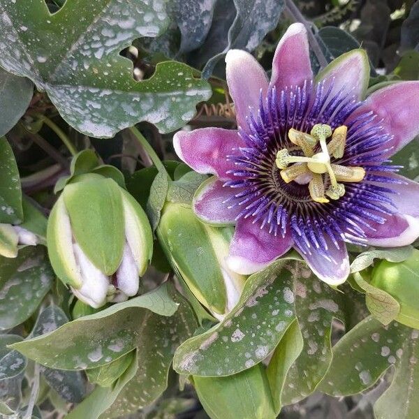 Passiflora Menispermifolia Plant Care & How to Grow, Water