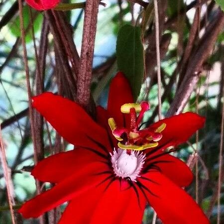 Red Granadilla (Passiflora Miniata) Care Guide: Water, Soil ...