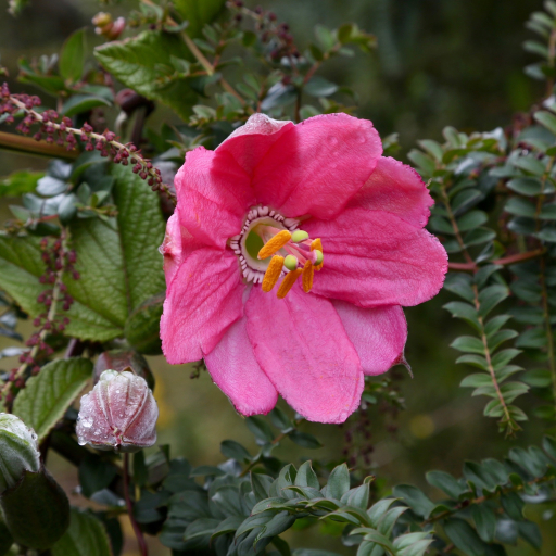 Passionflower (Passiflora Mixta) Plant Care & How to Grow, Water