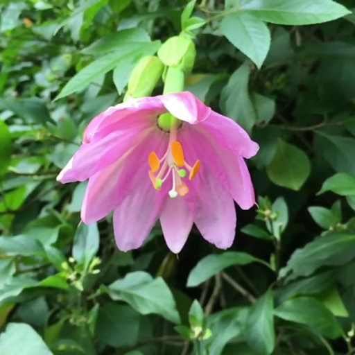 Banana Passion Fruit (Passiflora Mollissima) Plant Care & How to Grow ...