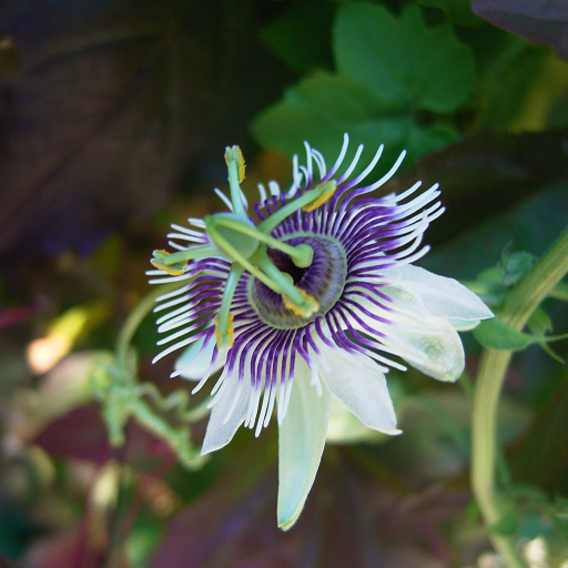 Woodland Passionflower (Passiflora Morifolia) Plant Care & How to Grow ...