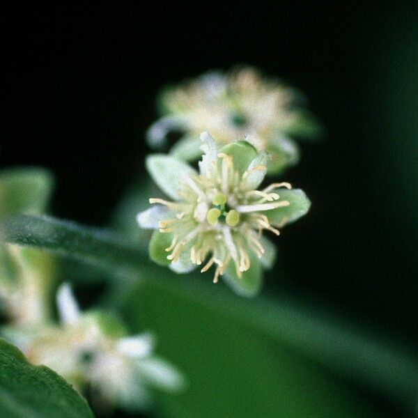 Whiteflower Passionflower (Passiflora Multiflora) Plant Care & How to ...