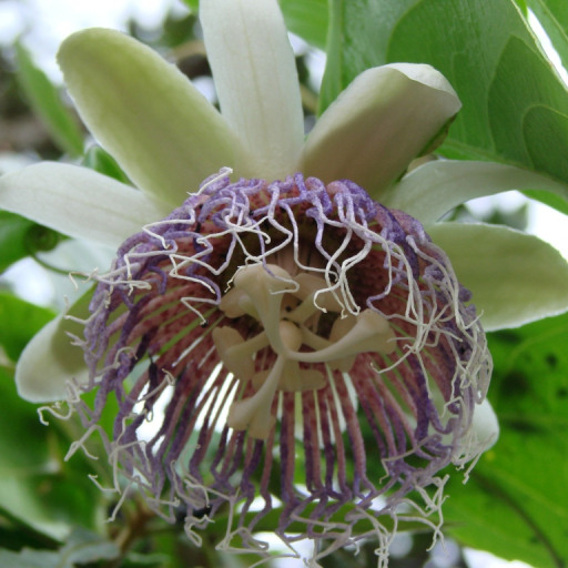 Bell-Apple (Passiflora Nitida) Plant Care & How to Grow, Water