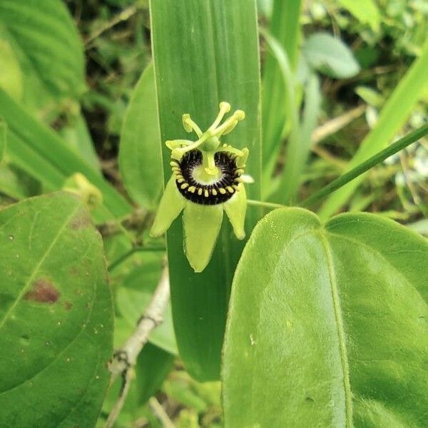 Corkystem Passionflower (Passiflora Pallida) Plant Care & How to Grow ...