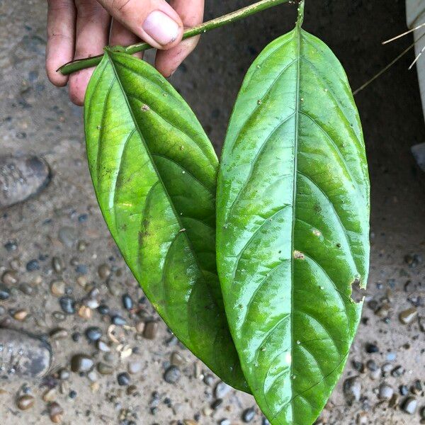 Passiflora Riparia Plant Care & How to Grow, Water