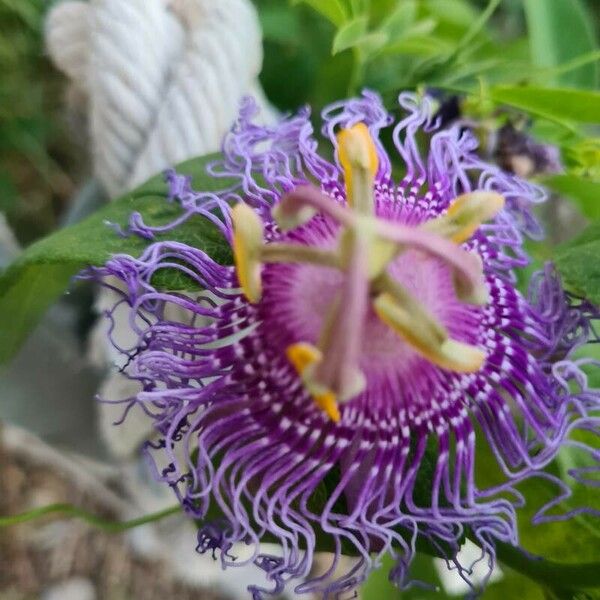 Passiflora × Rosea Plant Care & How to Grow, Water
