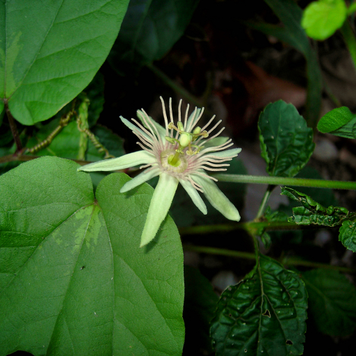 Dutchman's-Laudanum (Passiflora Rubra) Plant Care & How to Grow, Water