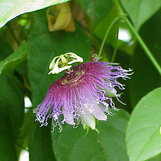 Passiflora Serratifolia Plant Care & How to Grow, Water